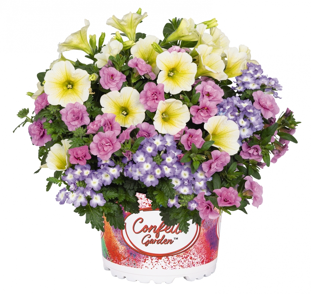 GASA GROUP Young Plants - Lepaa.fi