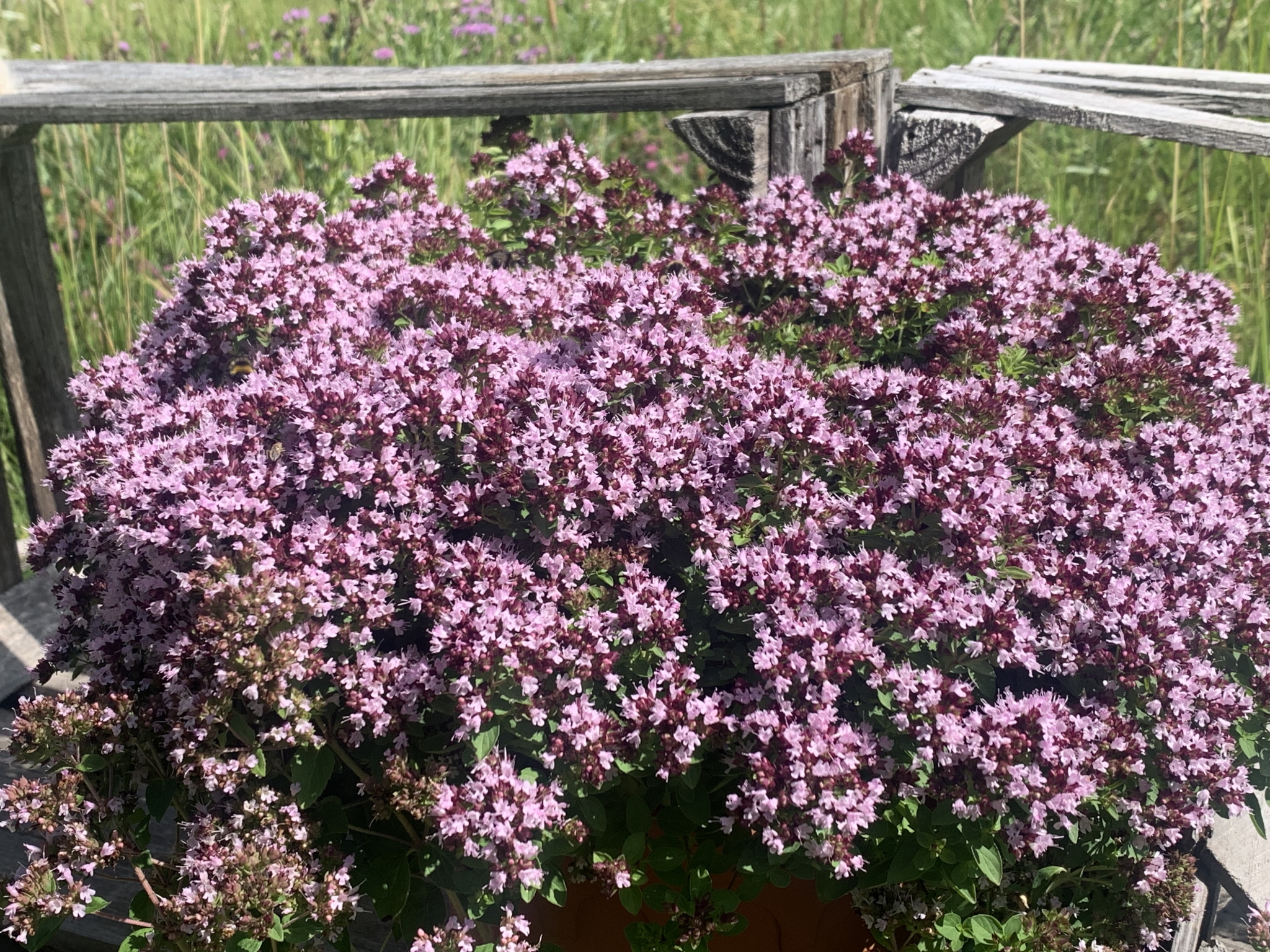 GASA GROUP Young Plants - 2025 - Lepaa.fi